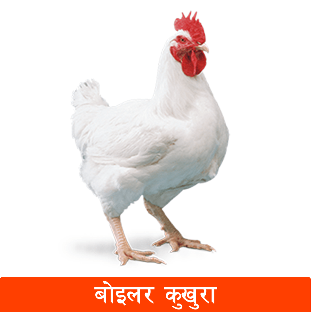 Boiler Chicken Live Per Kg – OYO PASAL